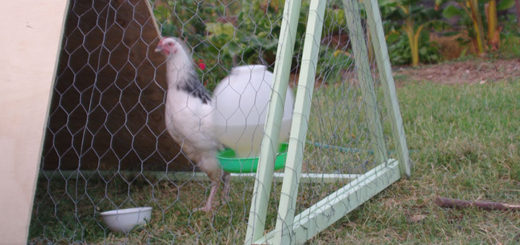 January 2014 – The Edible Forest